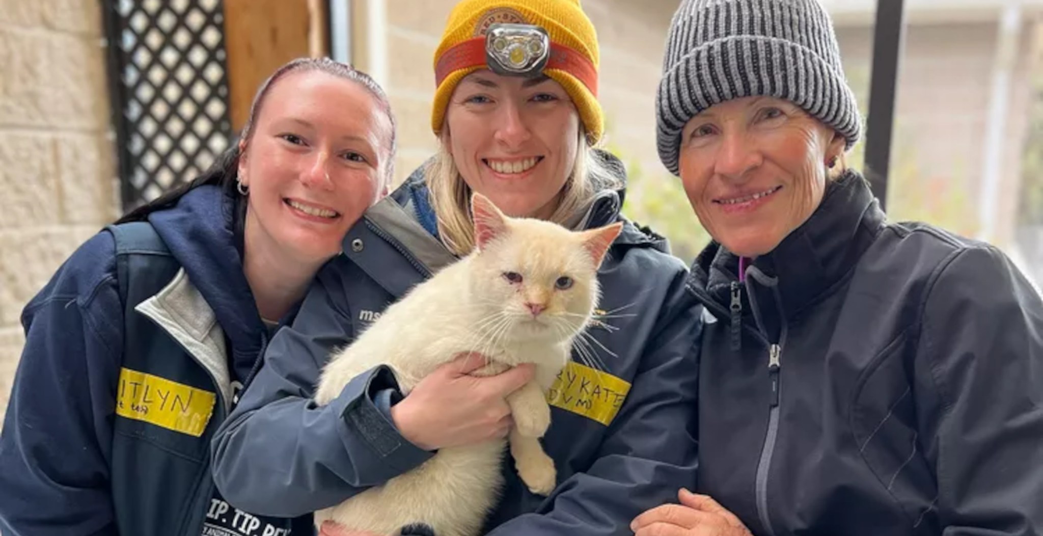 Cat Miraculously Survives Hurricane Helene Floodwaters Thanks To Well ...