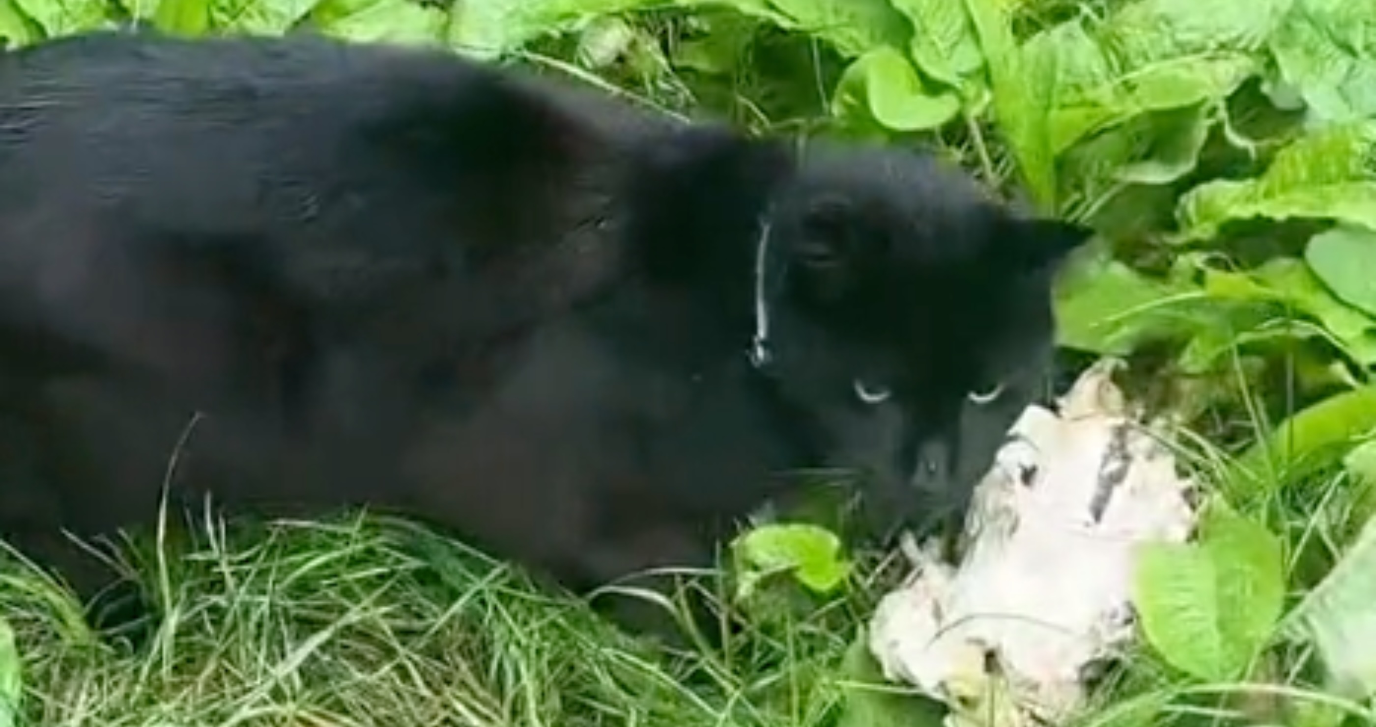 Cat Steals Neighbor's Dinner And Brings It Back To Owner In Hilarious ...