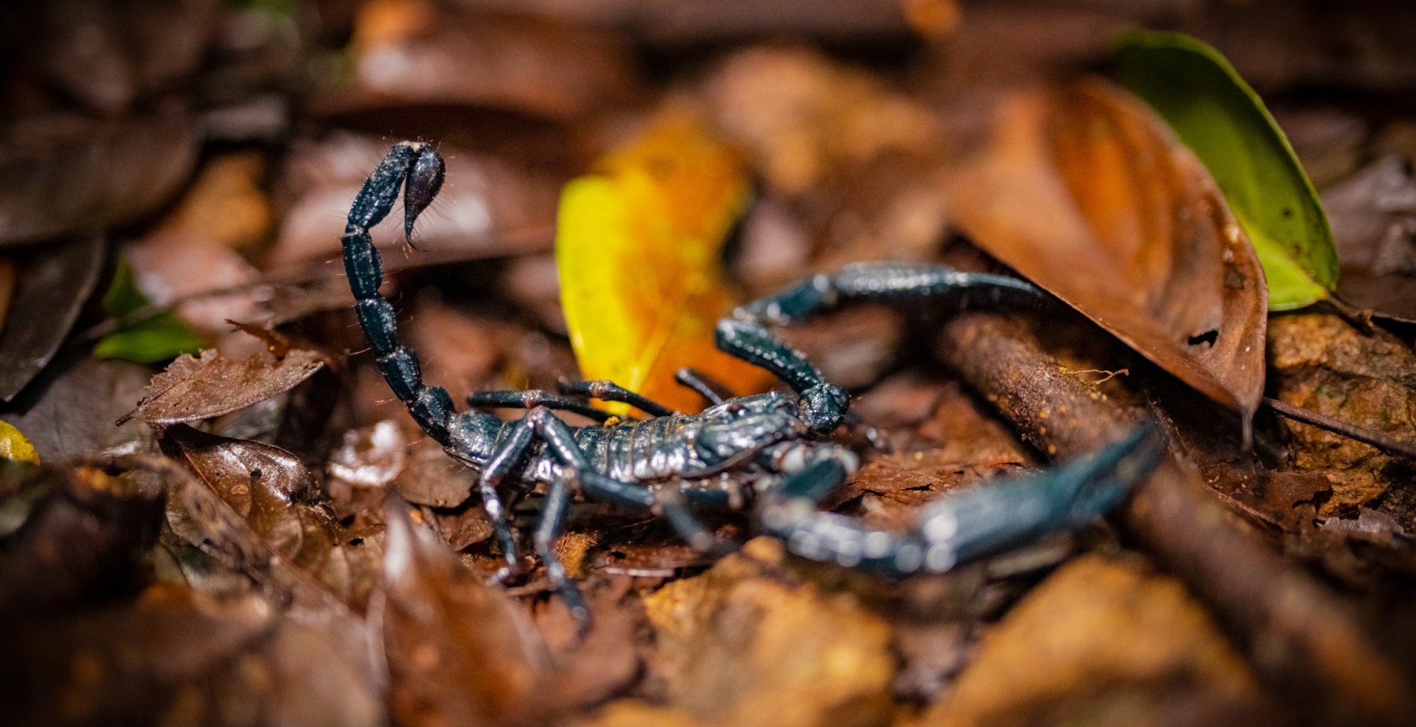 College Student Finds Live Venomous Scorpion Inside Her Package - Wide ...