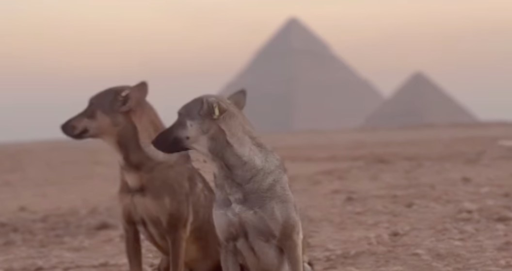Wild Video Shows Barking Dog At Top Of Great Pyramid Of Giza And No One ...
