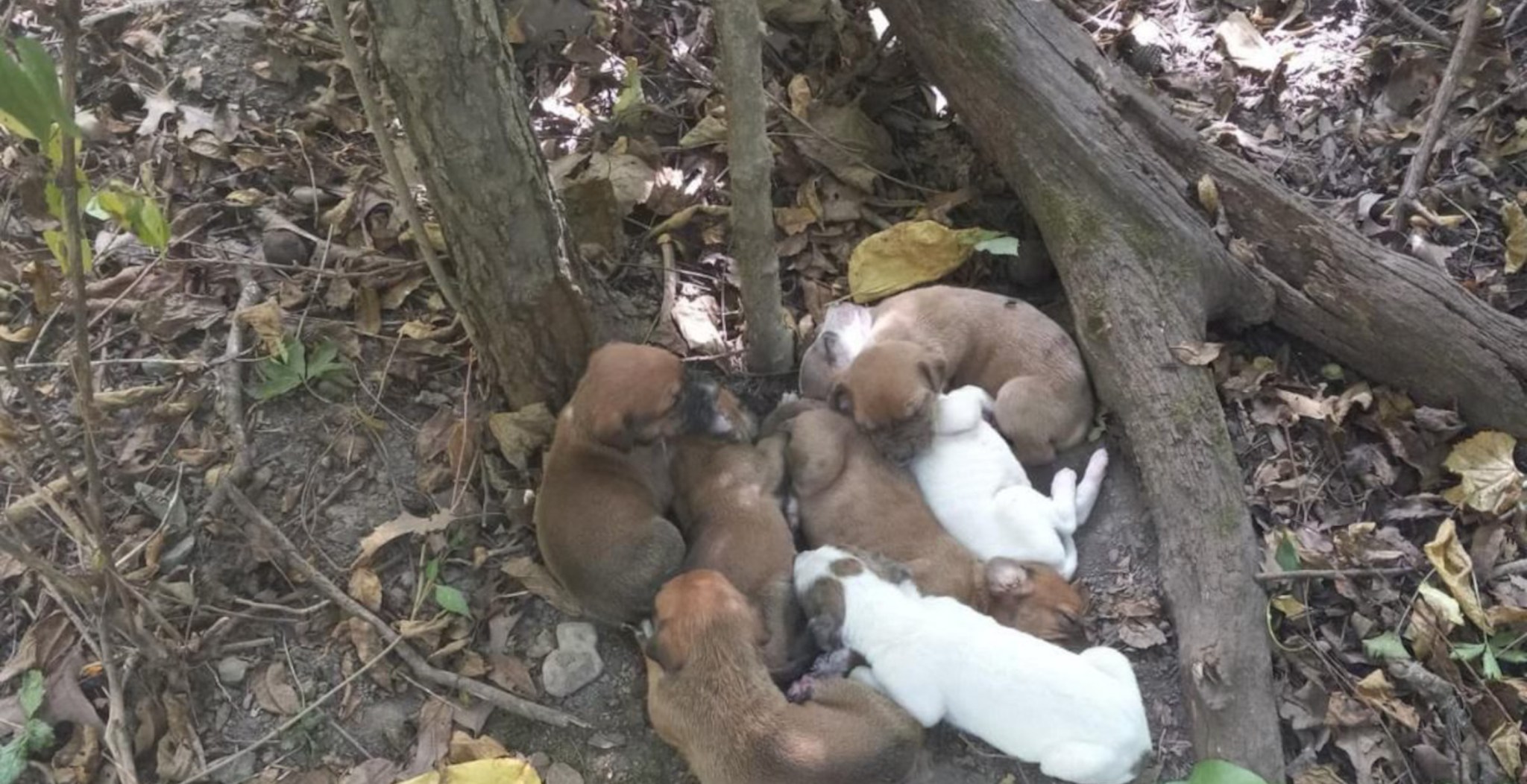 Meet Tiger Woofs, Roary McIlroy, and Betsy Jawls — Puppies Named After ...