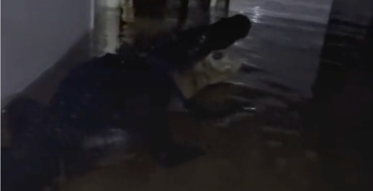 Florida Homeowner Horrified To Find Giant Alligator In Kitchen Amid ...