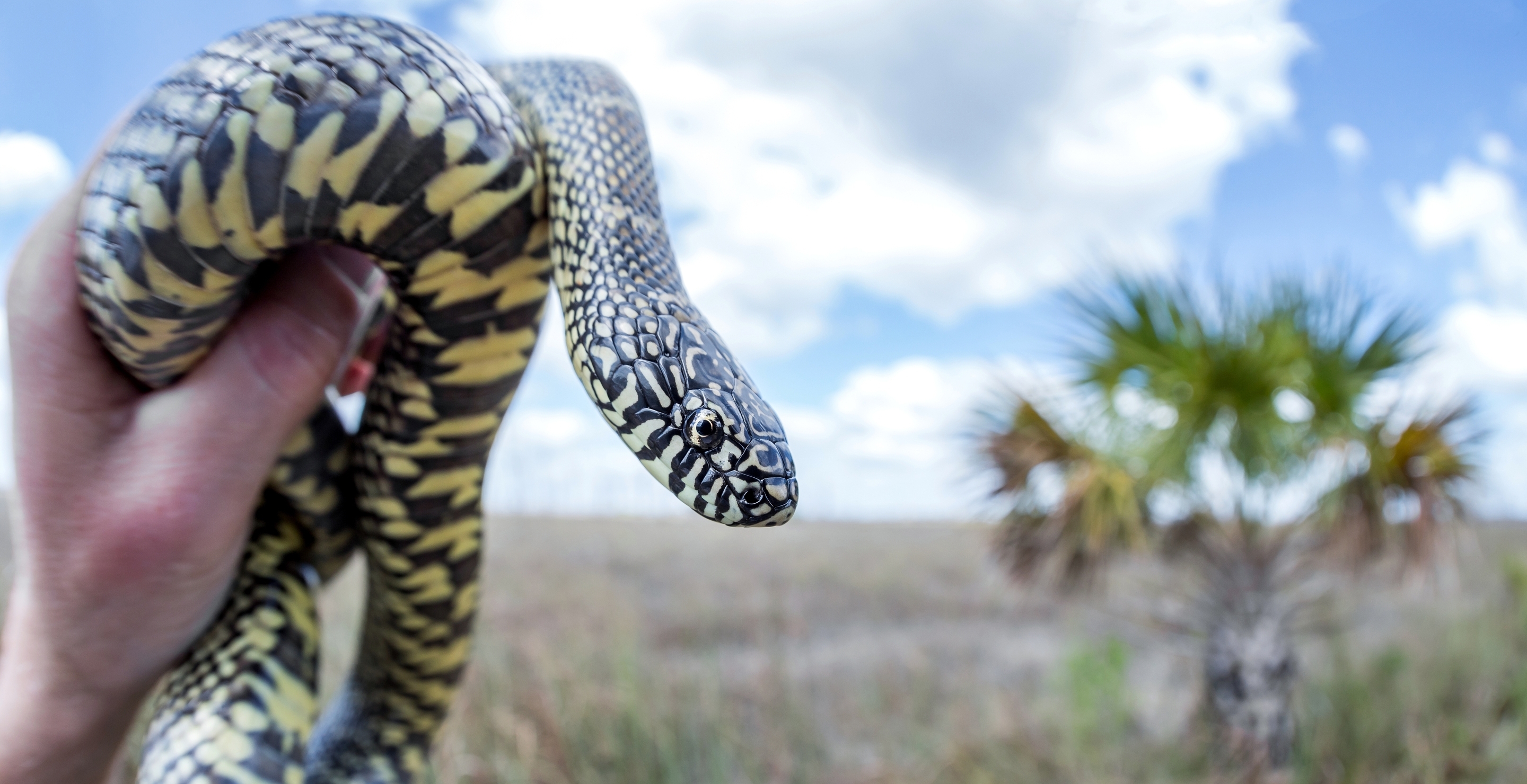 Family Terrified When Snake Emerges From Under Couch While They're ...