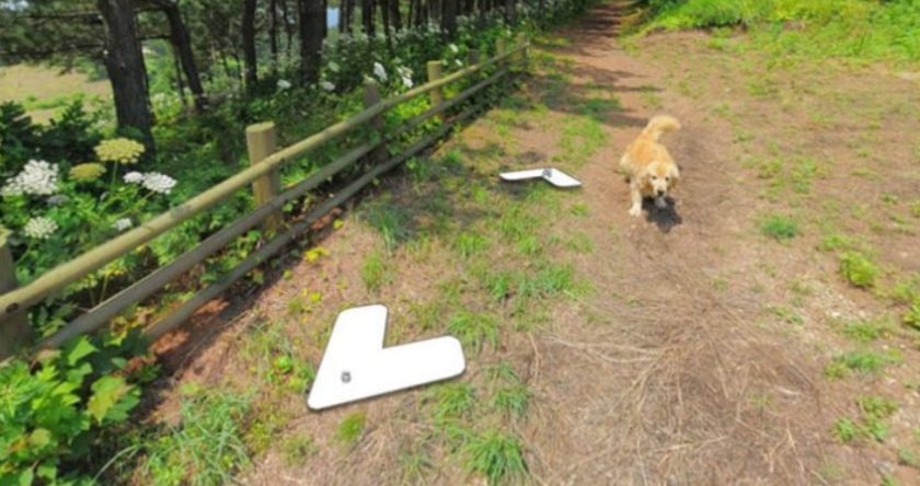 If You Go To Google Earth, This Dog Is In A Lot Of Pictures. Adorable ...