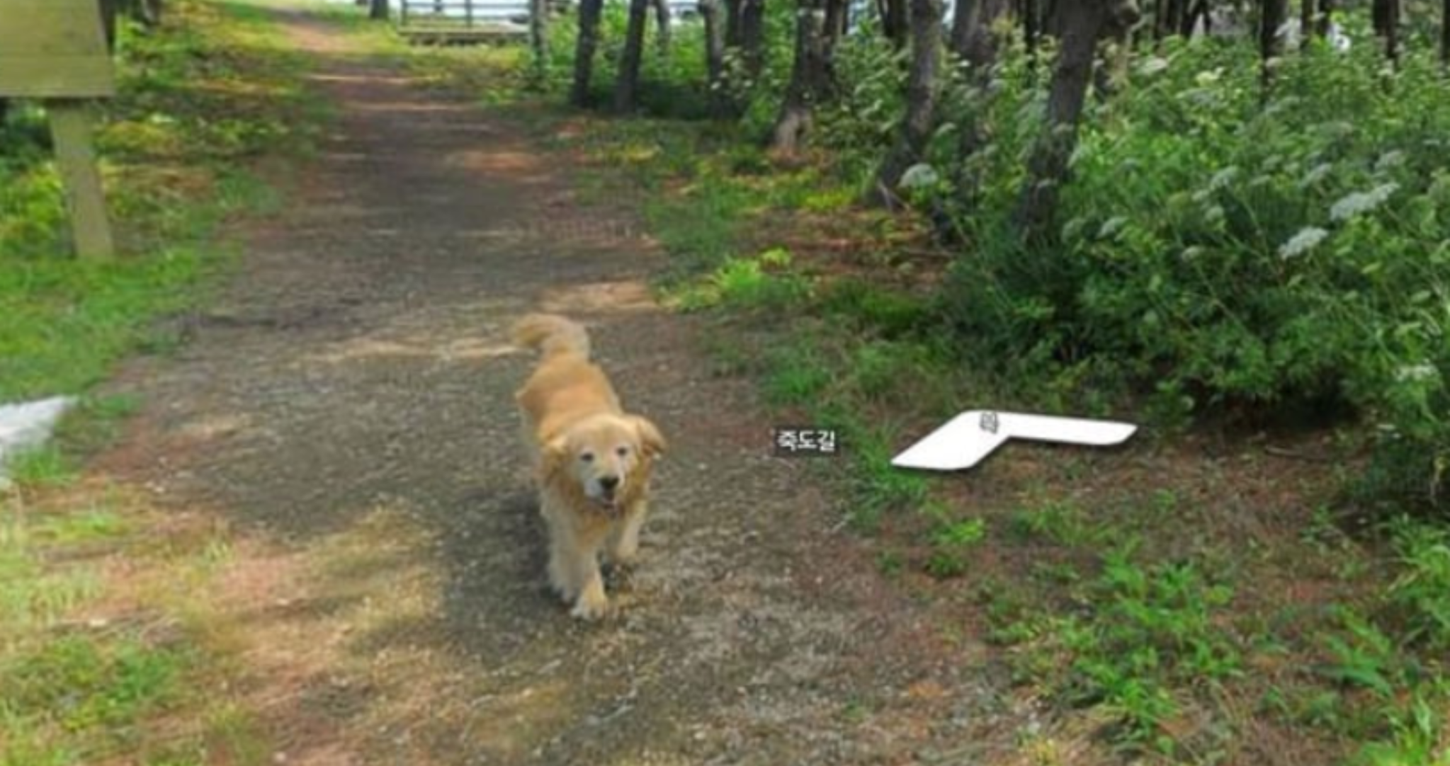 If You Go To Google Earth, This Dog Is In A Lot Of Pictures. Adorable ...