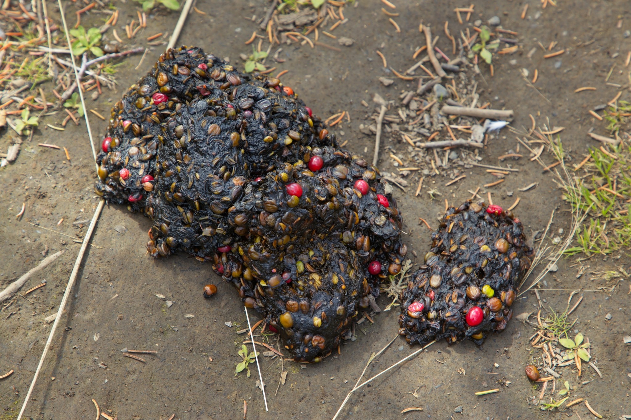 Is That Dog Or Bear Poop? How To Tell Difference In Scat - Wide Open Spaces