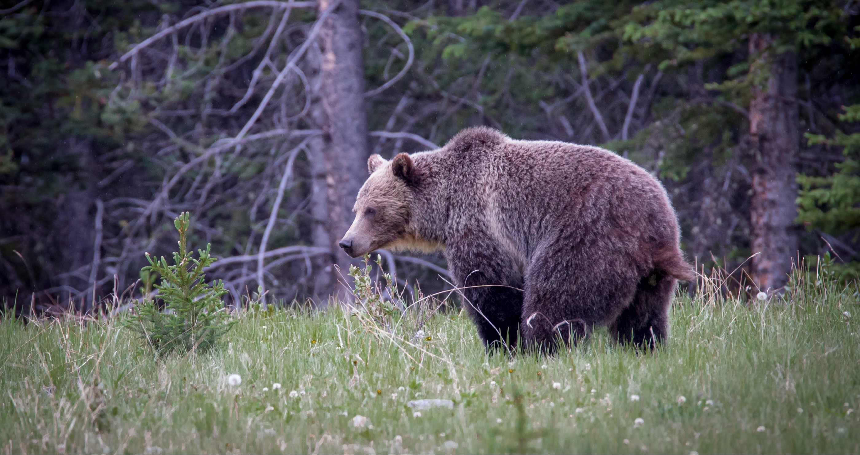 Is That Dog Or Bear Poop? How To Tell Difference In Scat - Wide Open Spaces