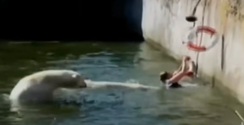 I Still Can't Get Over That Time Someone Jumped In A Polar Bear Enclosure And Almost Got Eaten ...