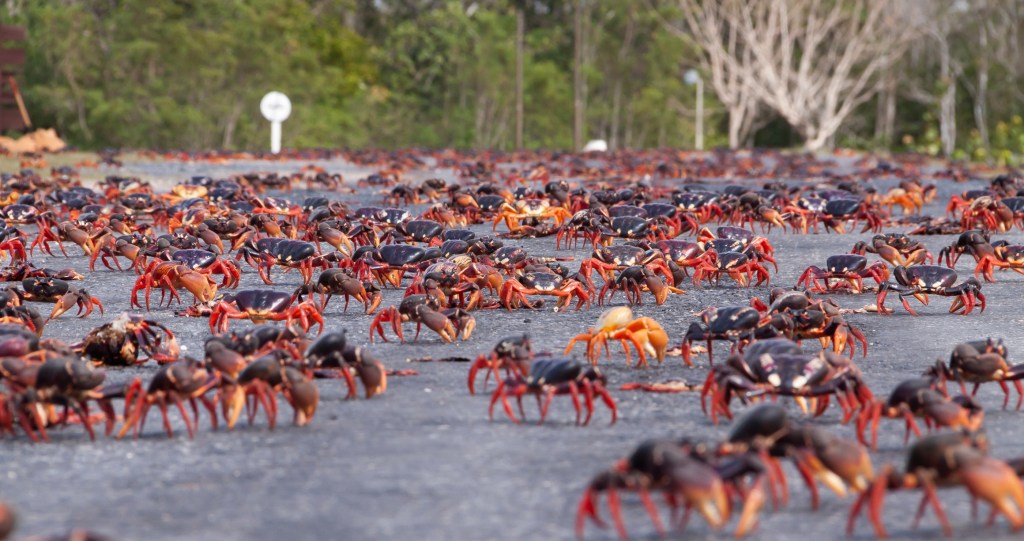 Forget Lights, Visit Christmas Island National Park Where Millions Of ...