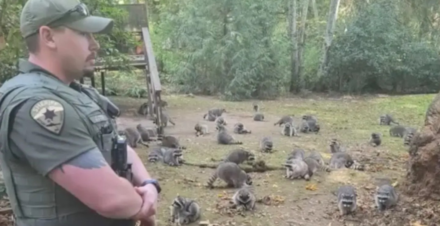 More Than 100 Raccoons Overtake A Person's Yard — Is This A Sign Of The ...