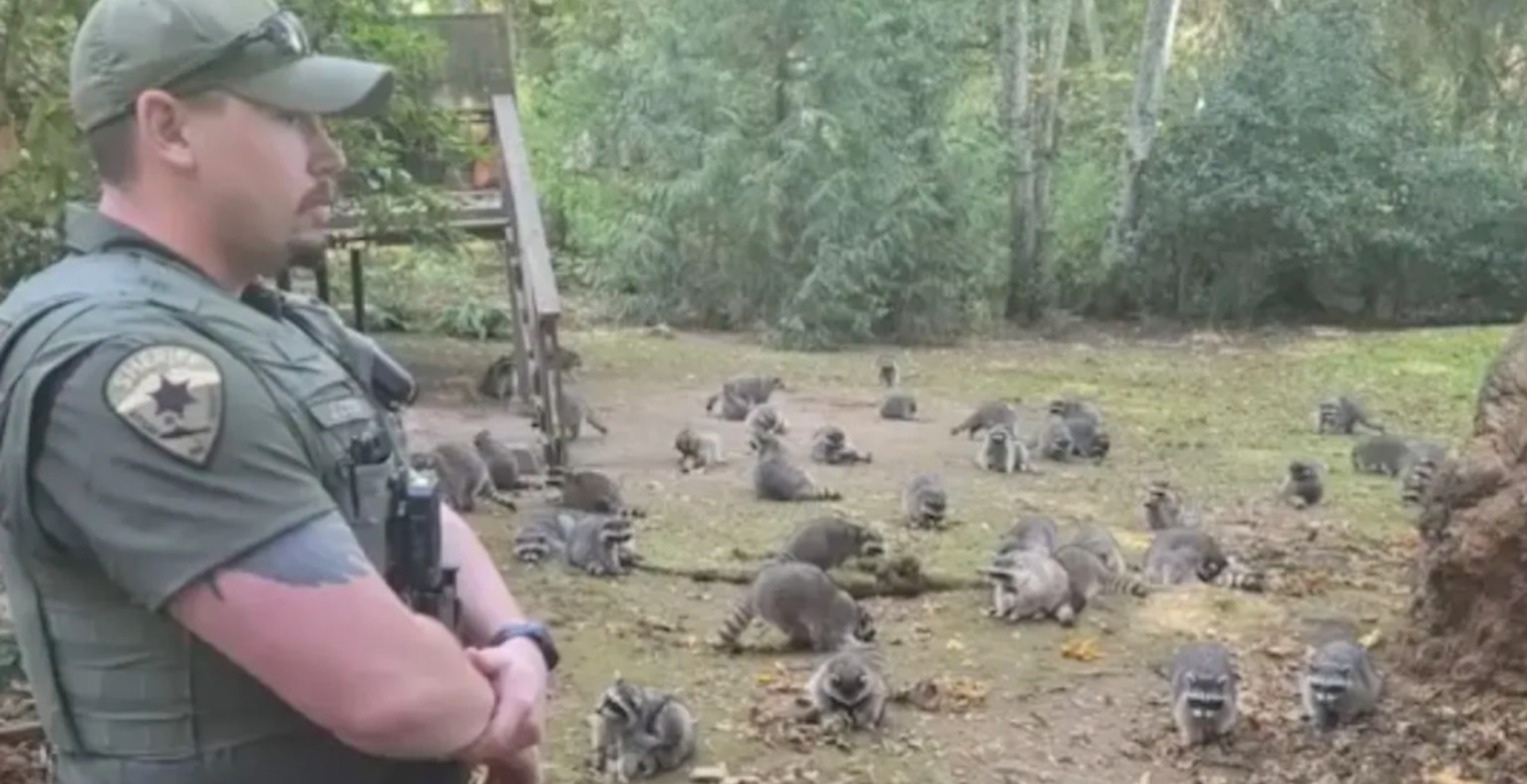 More Than 100 Raccoons Overtake A Person's Yard — Is This A Sign Of The ...