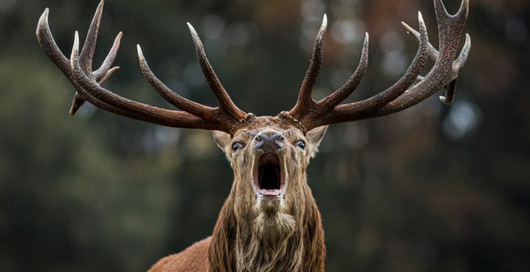 New York Advised Not To Consume Venison Due To Zombie Deer Disease In ...