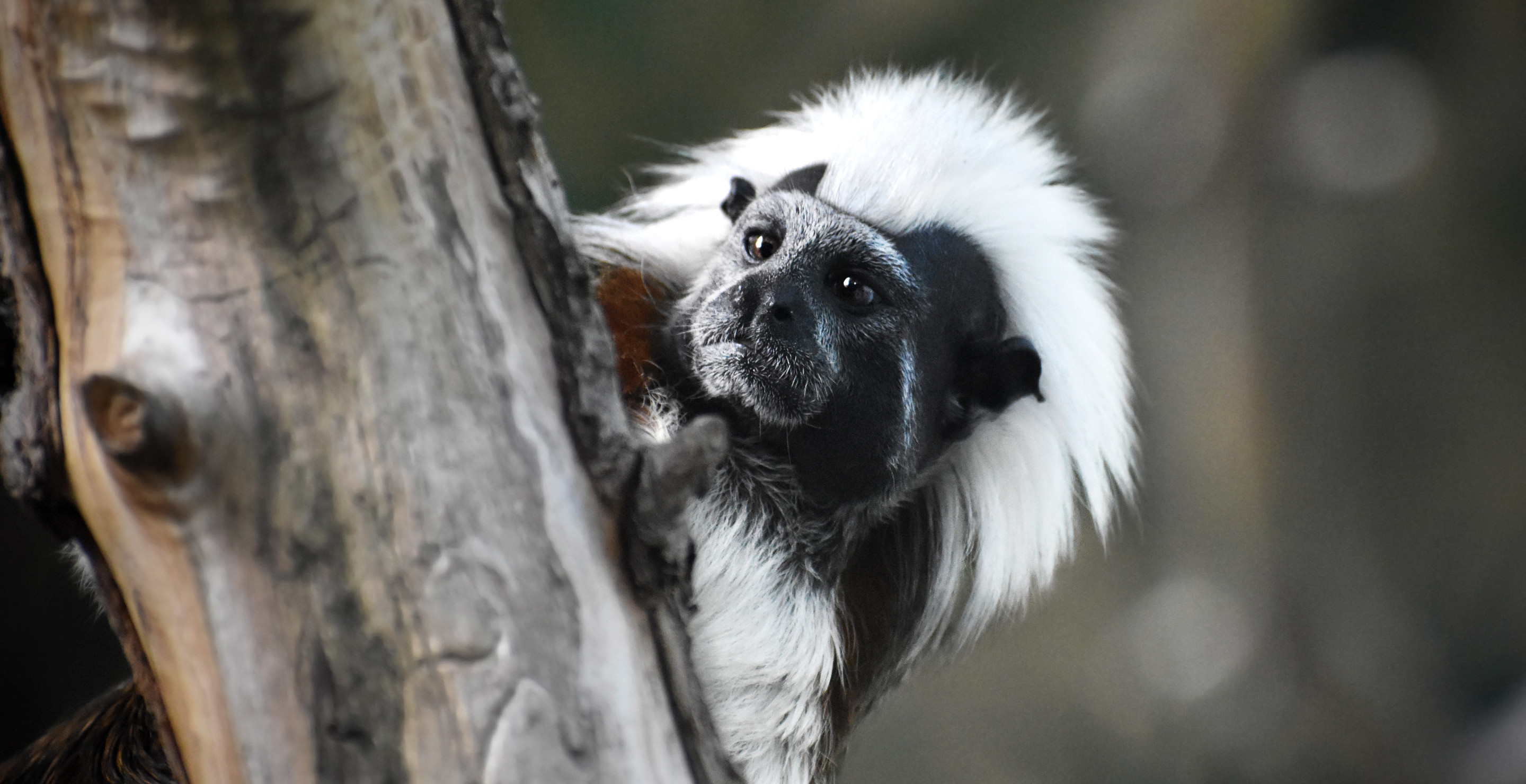 Several Critically Endangered Monkeys Die At Zoo In Two Days — What's ...