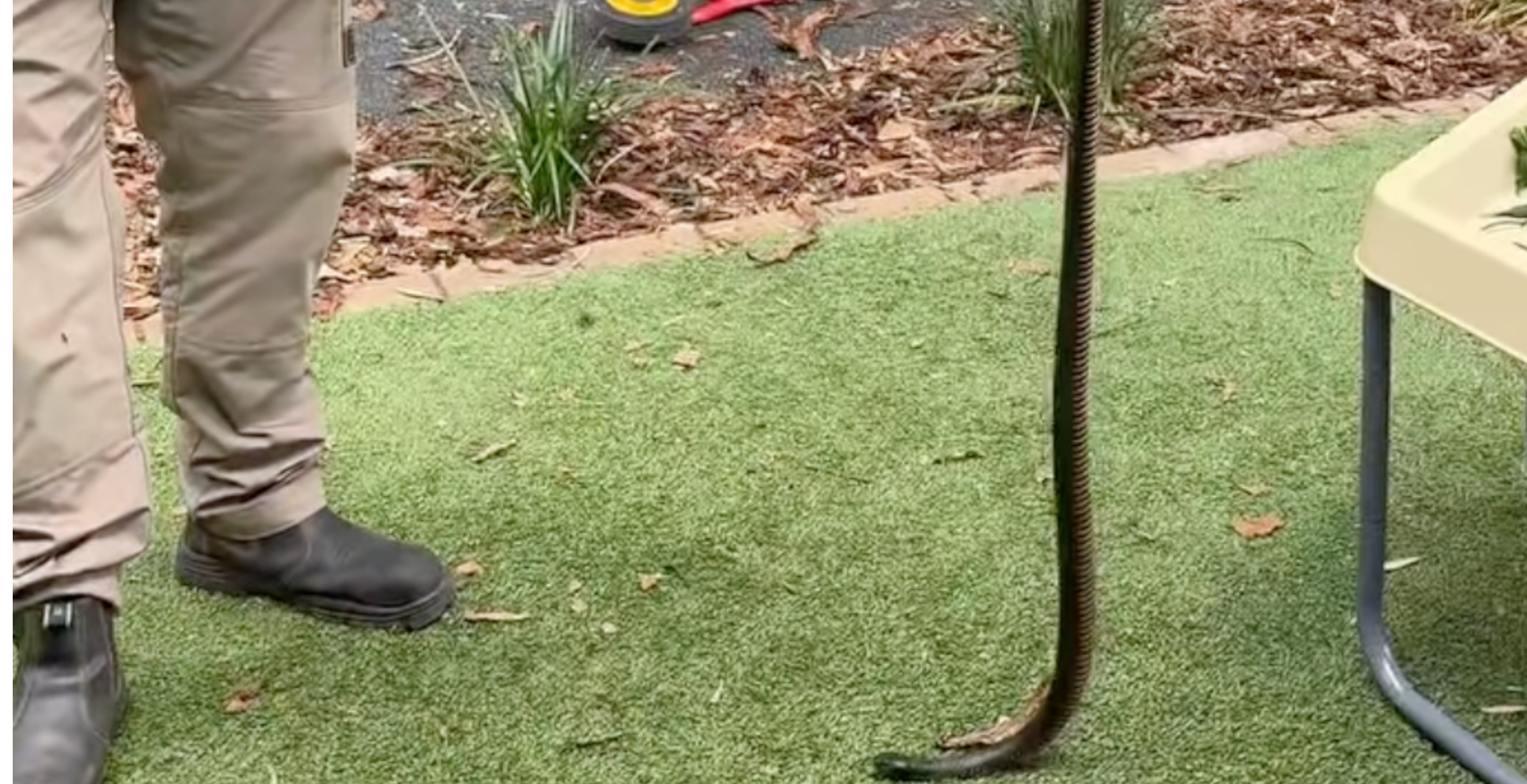 Professional Catches Venomous Snake With Bare Hands At Busy Child Care ...