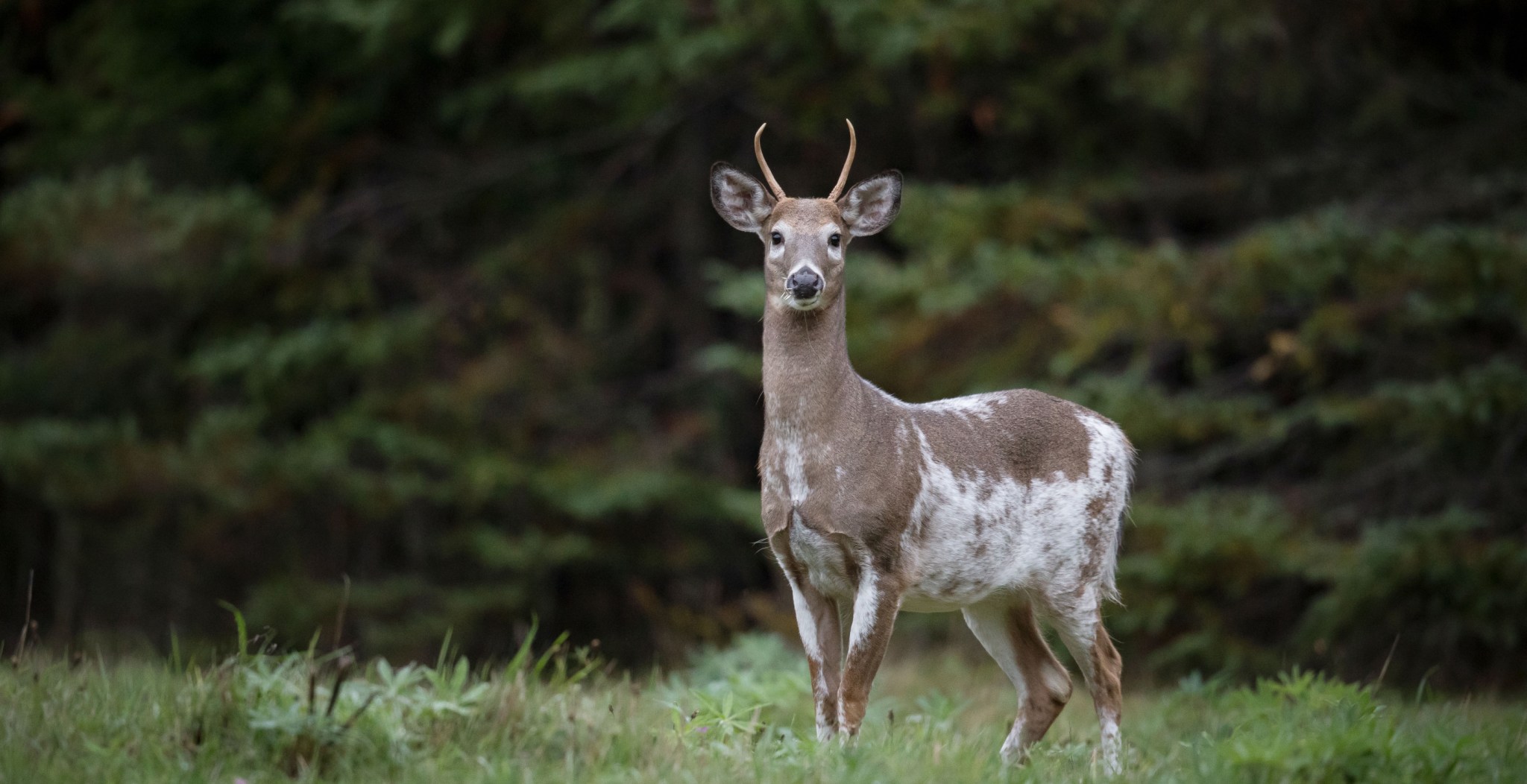 Rare Deer Caught On Camera Has Viewers Captivated - Wide Open Spaces