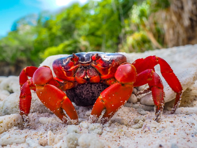 Forget Lights, Visit Christmas Island National Park Where Millions Of ...