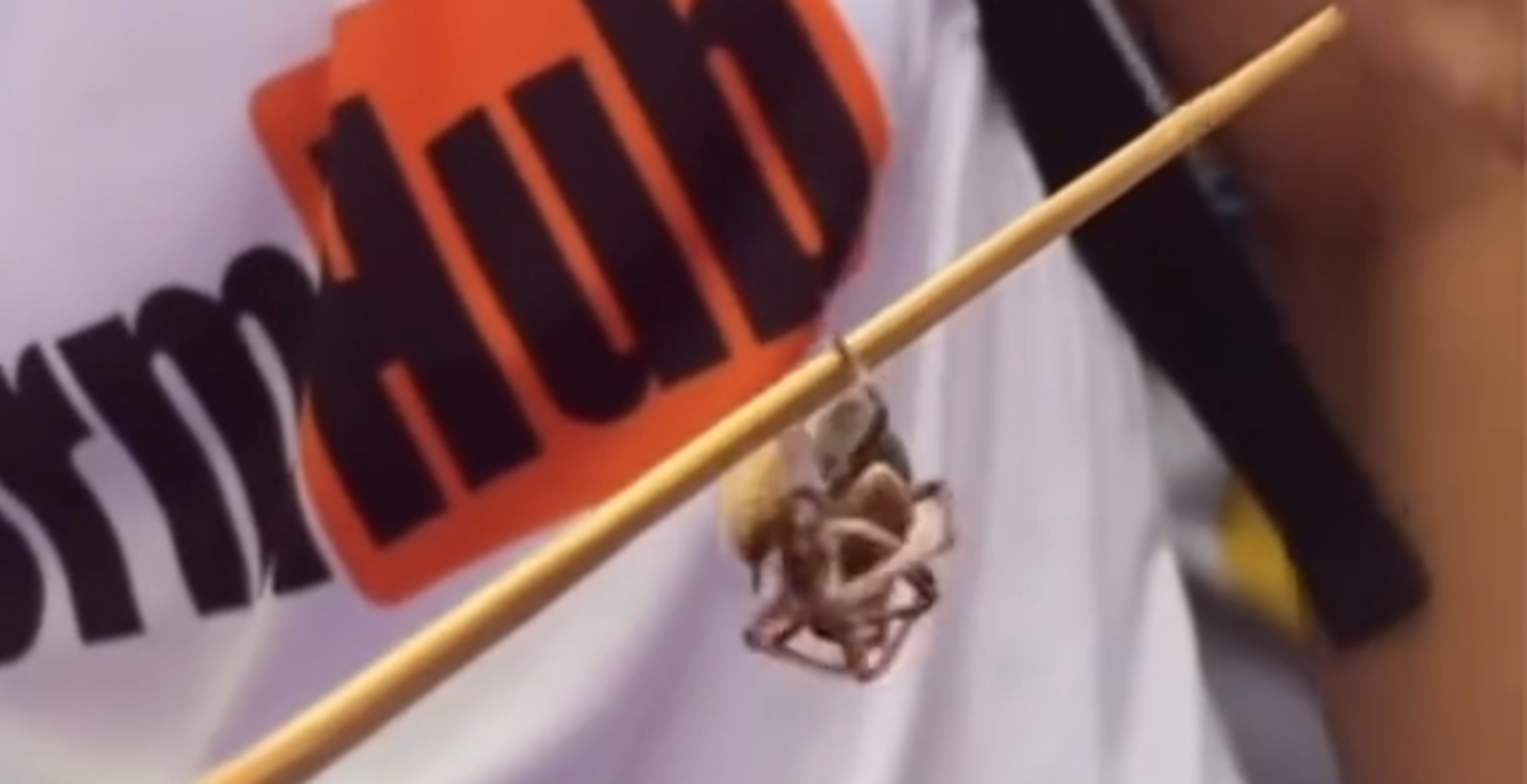 Turns Out That Spider Fighting Is A Real Sport And It's Going Viral On ...