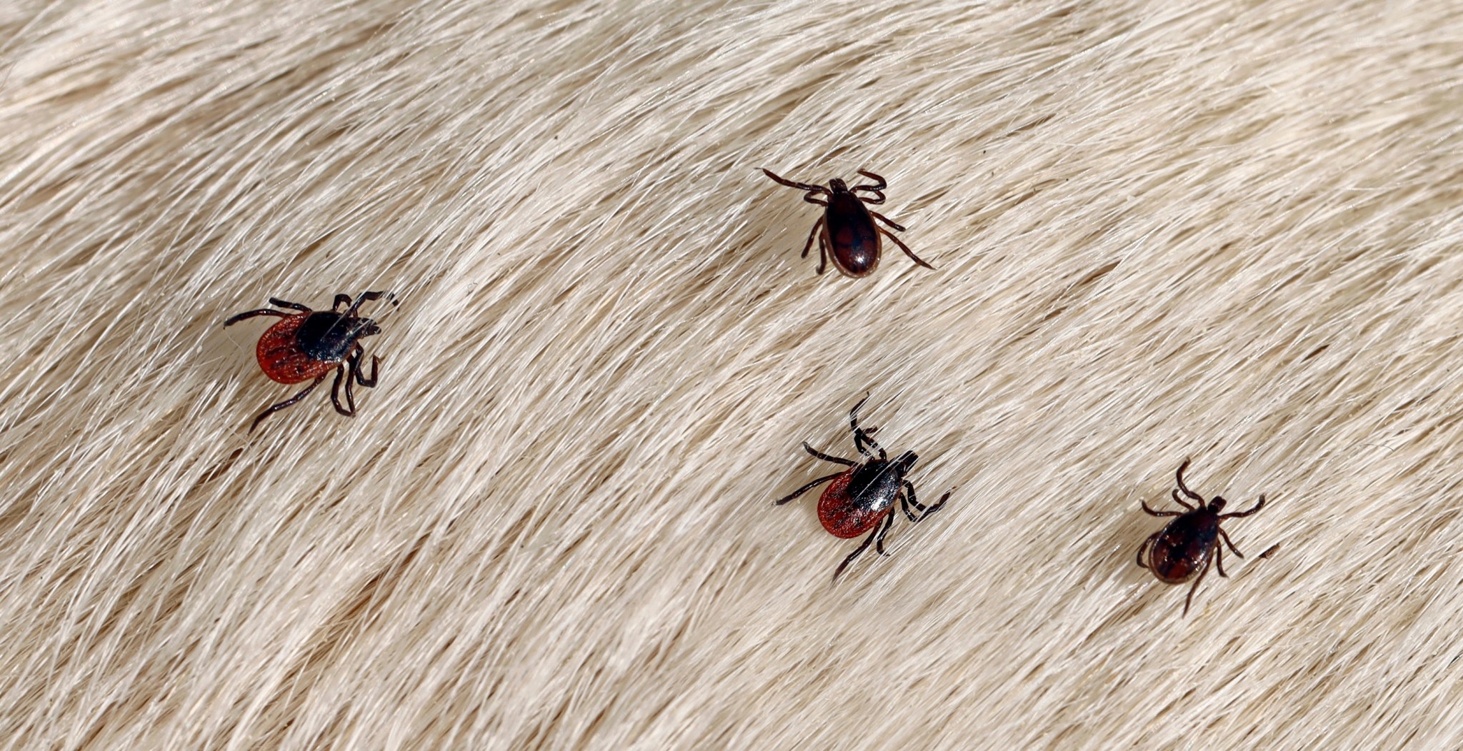 First Ever Human Case Of Tick Borne Disease Surfaces In North East ...