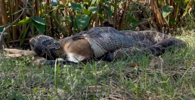 Wild Footage Shows Burmese Python Swallowing 77-Pound Deer, And ...