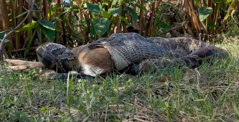 Wild Footage Shows Burmese Python Swallowing 77-Pound Deer, And ...