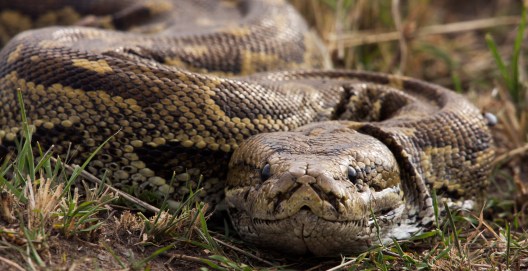 Massive Python Makes Itself Right At Home In Family's Barbecue: See ...