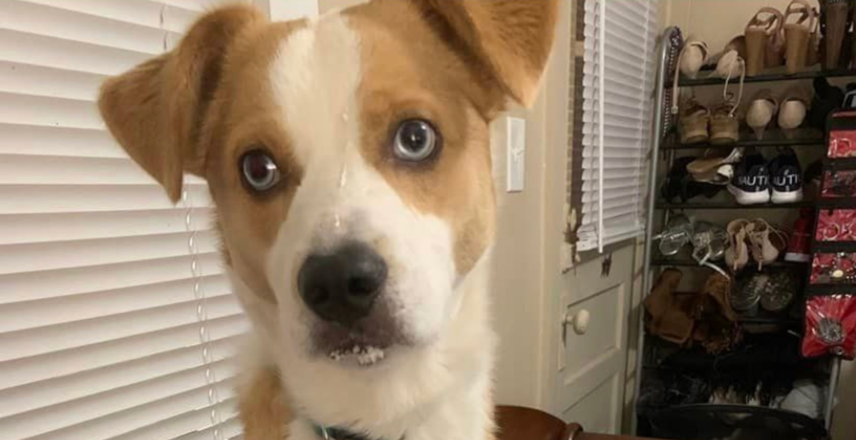 Woman Sues Animal Shelter After It Refuses To Return Stolen Dog - Wide ...