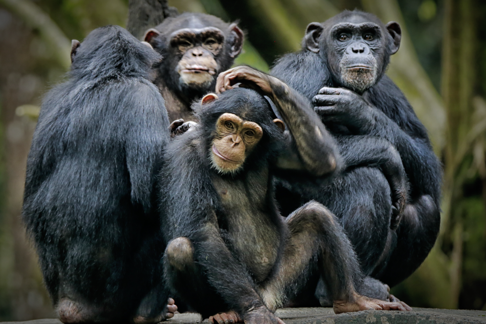 15 Of The Smartest Animals In The World - Wide Open Spaces