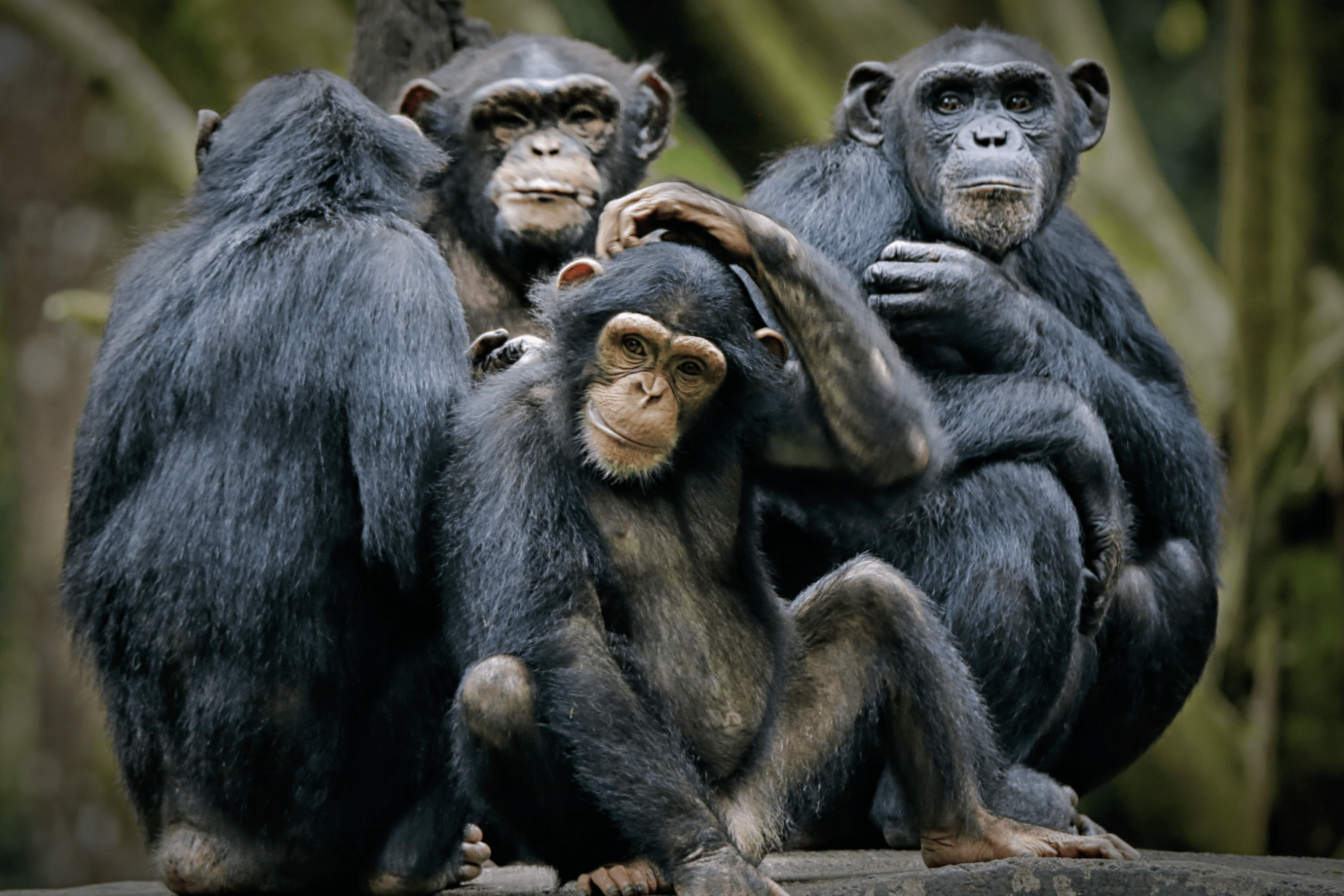 15 Of The Smartest Animals In The World - Wide Open Spaces