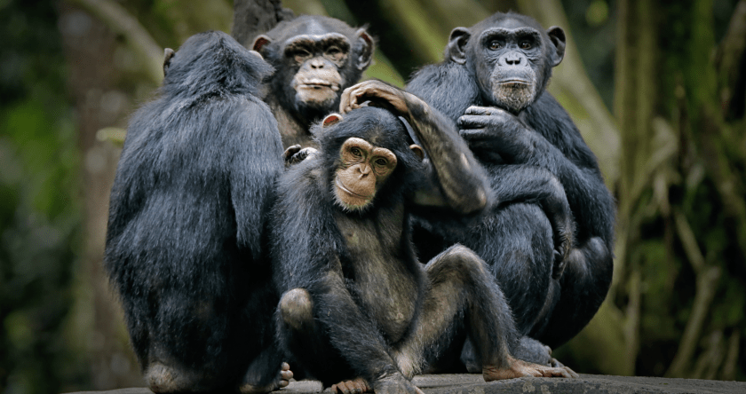 Zoo Worker Gets More Than She Bargained For When Chimp Bites Off His ...