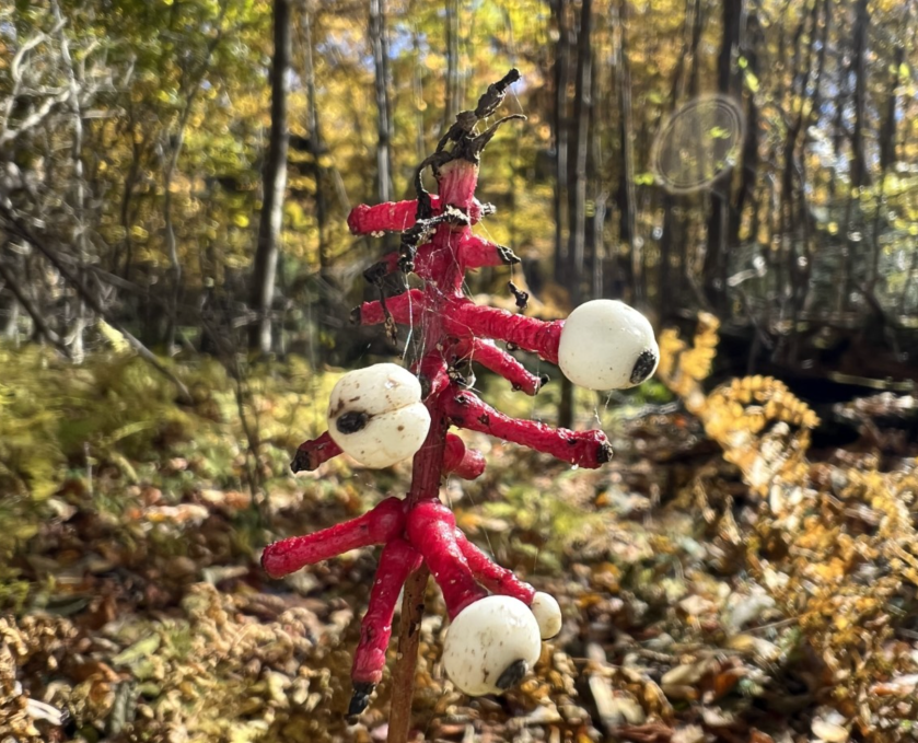 Watch Out For Nightmarish Red Plant That Is Just As Deadly As It Looks ...