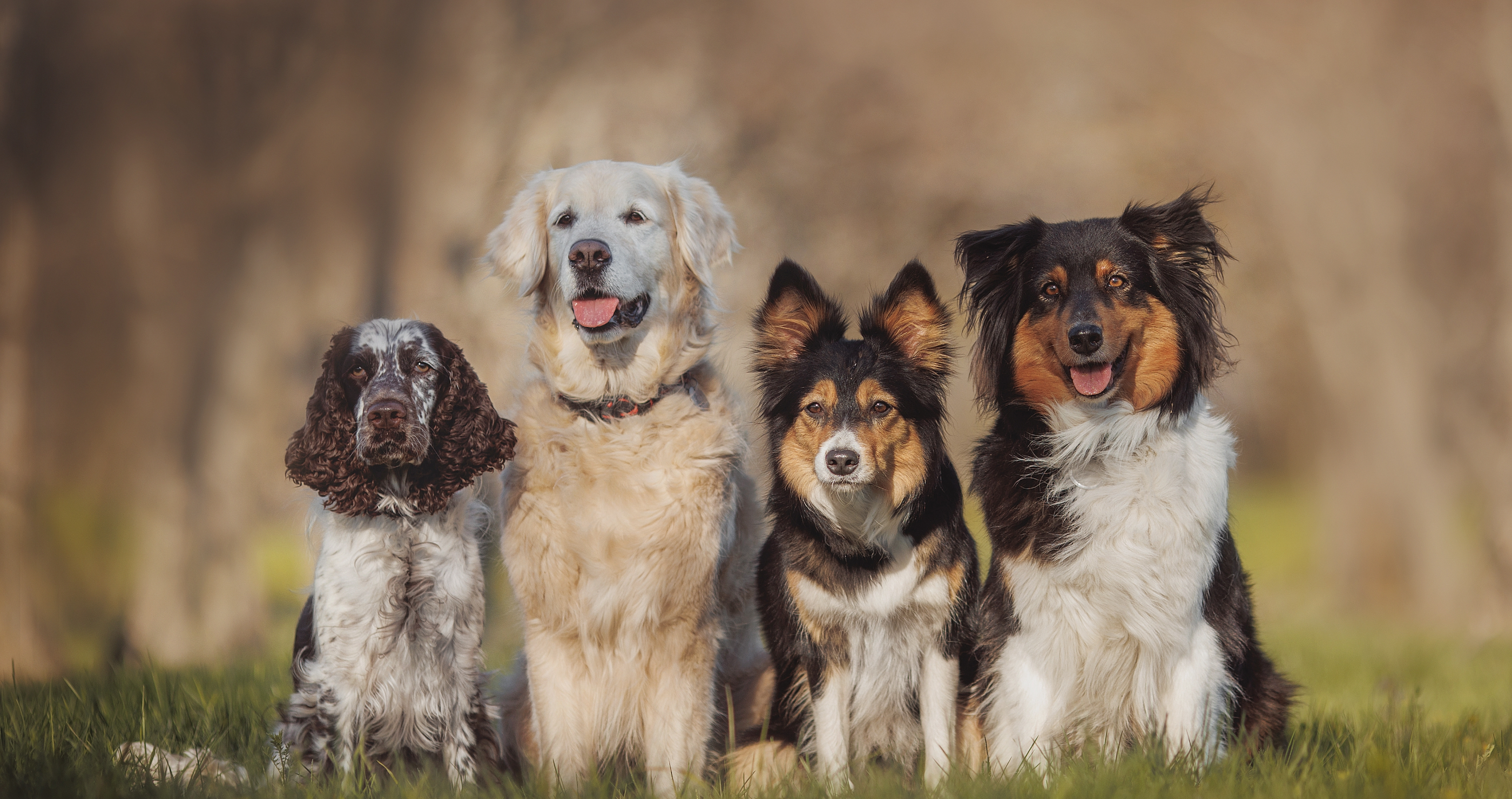 10 Times Dogs Were Absolute Heroes And Saved Their Owners' Lives - Wide ...