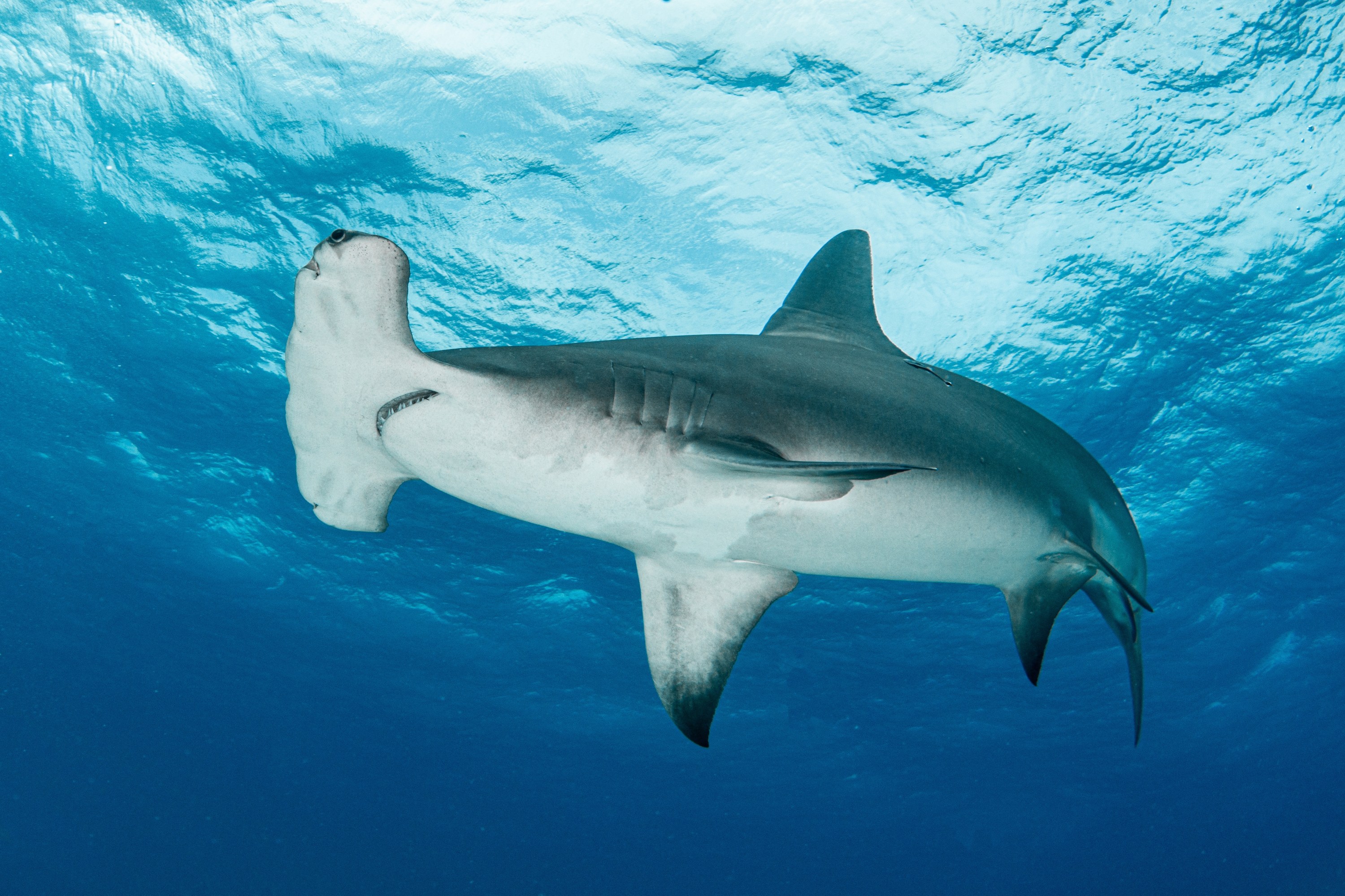 When Angry Shark Attacks, All Kayaker Has Is A Paddle In Crazy Viral Video - Wide Open Spaces