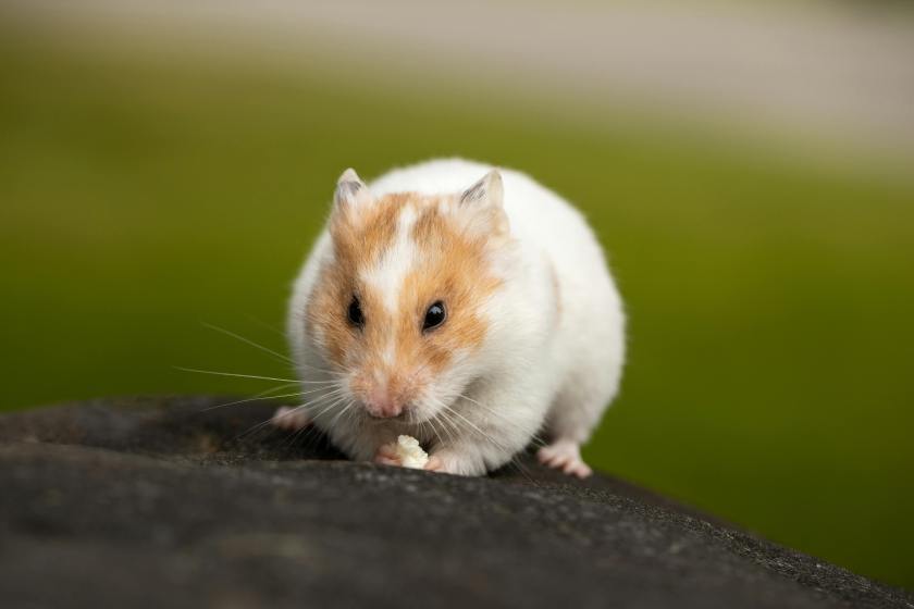 Mother Of Two Dies After Getting Bit By Pet Hamster - Wide Open Spaces