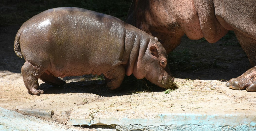 Viral Zoo Hippo Moo Deng Seen Performs Michael Jackson's Classic Dance ...