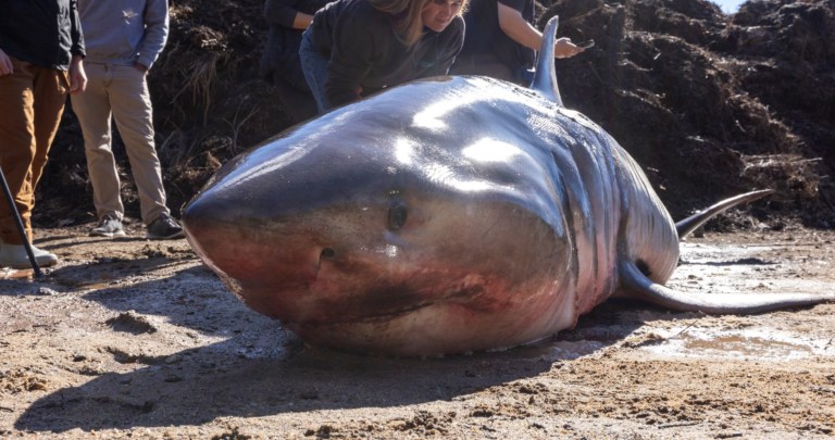 Body Of Great White Was So Massive It Needed A Tow Truck: See Photo - Wide Open Spaces