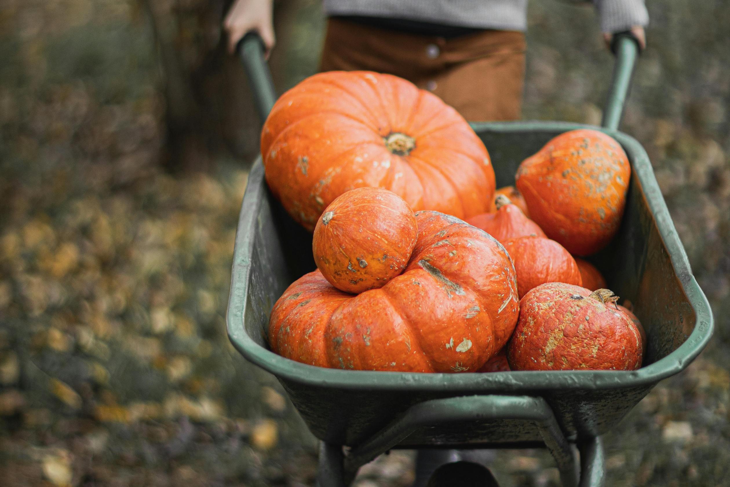 10 Tips For Picking The Perfect Pumpkin This Autumn - Wide Open Spaces