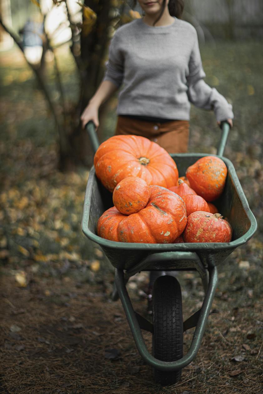 10 Tips For Picking The Perfect Pumpkin This Autumn - Wide Open Spaces