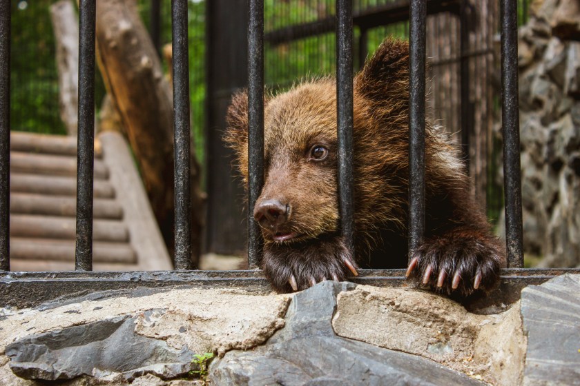 Horrific Photos Show Inside Zoo Where 500 Animals Allegedly Died - Wide ...