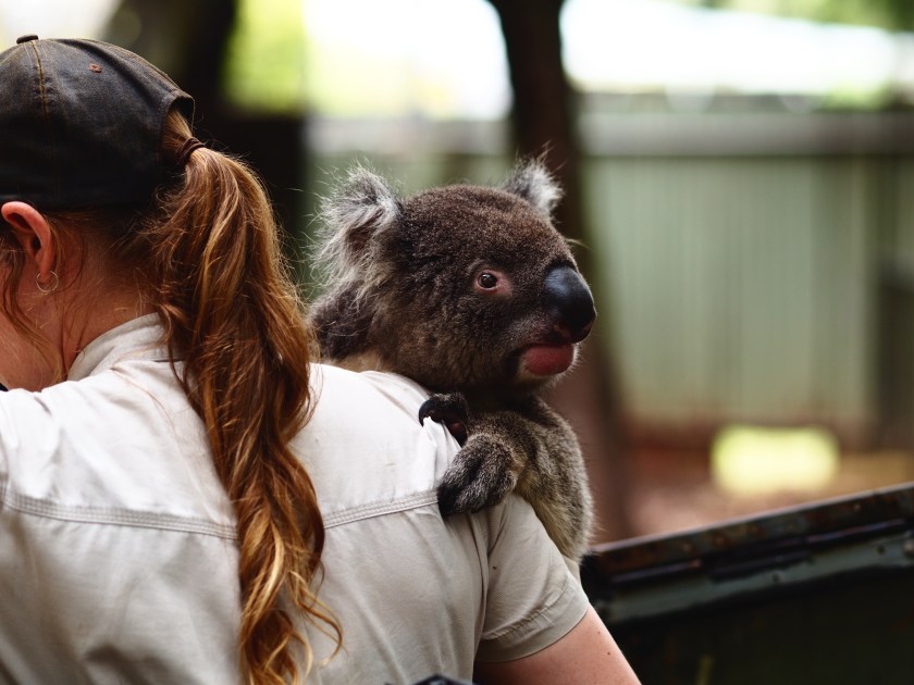 Horrific Photos Show Inside Zoo Where 500 Animals Allegedly Died - Wide ...