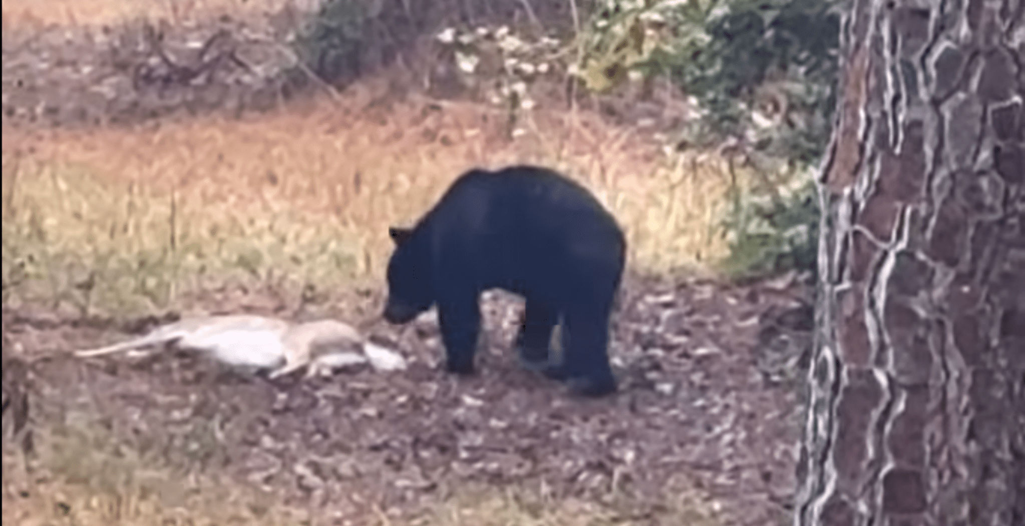 Sticky Fingers: Black Bear Steals Down Deer From Shocked Hunter - Wide ...