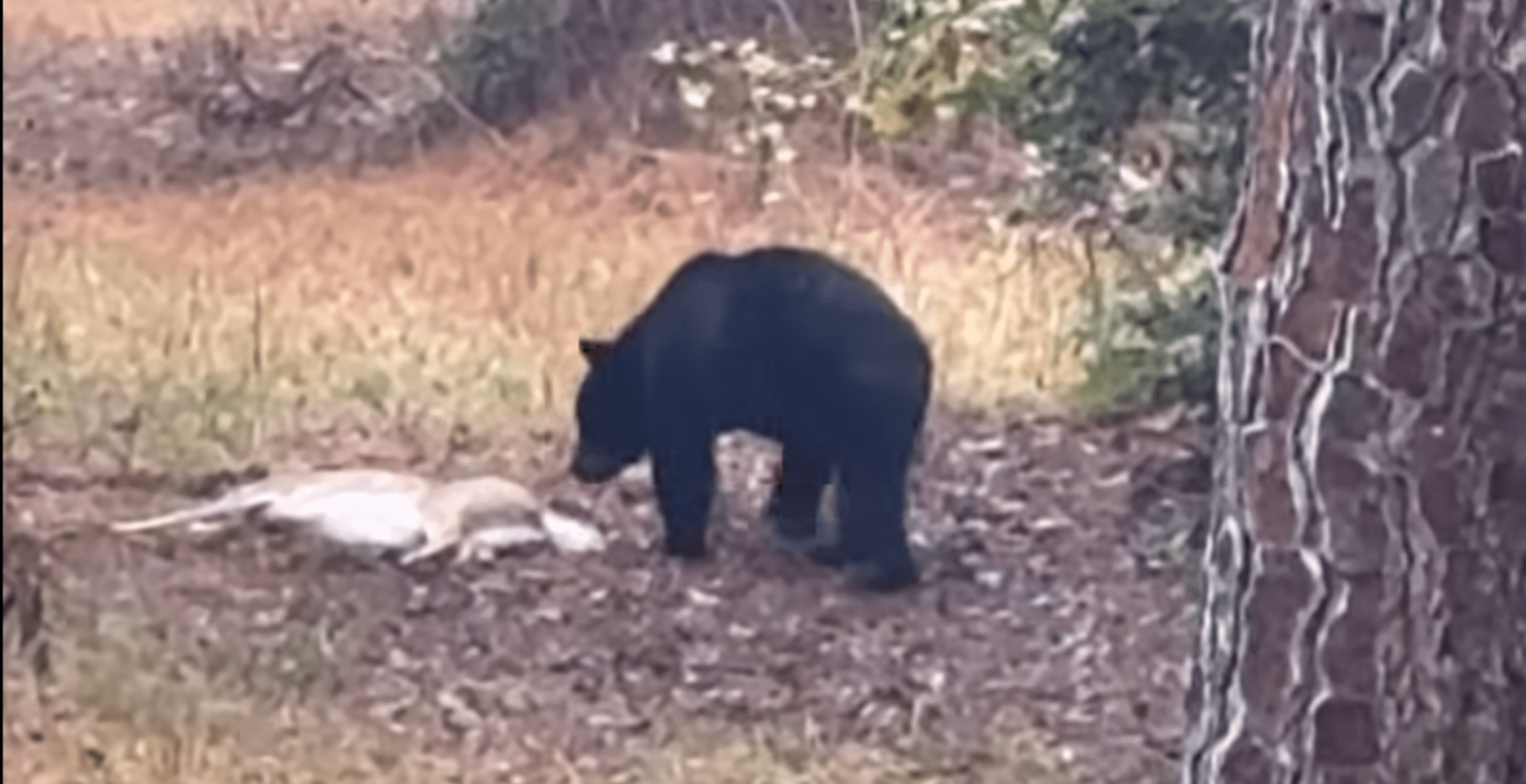 Sticky Fingers: Black Bear Steals Down Deer From Shocked Hunter - Wide ...