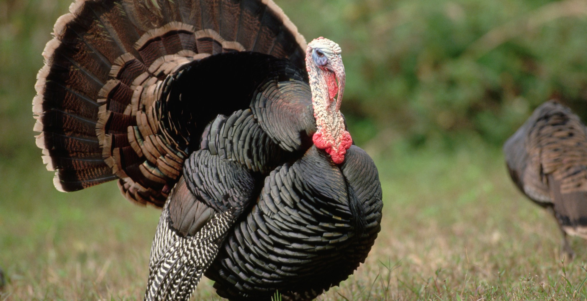 Super Slam: U.S. Has Rare Turkey Hunting Achievement That Only A ...