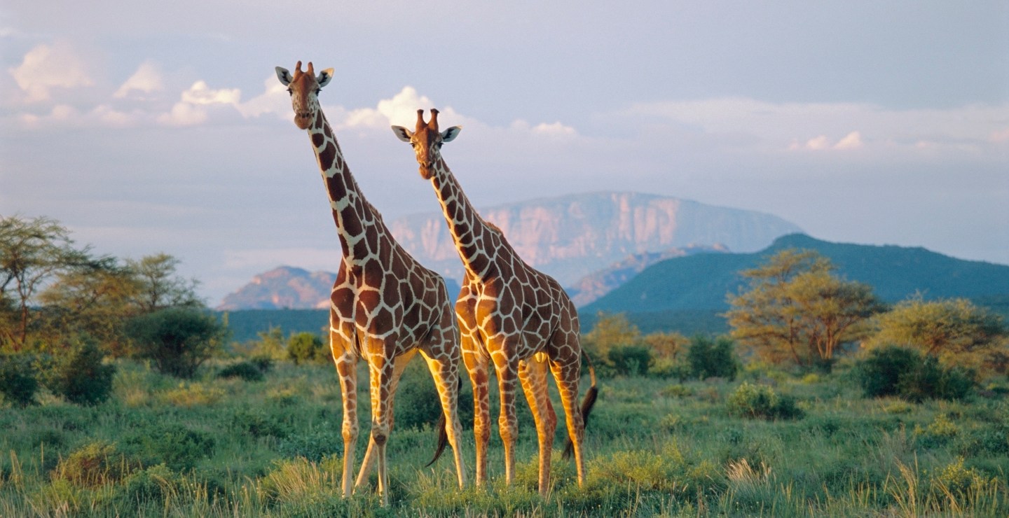 Giraffes Are About To Join The Endangered Species List — Heartbreaking ...