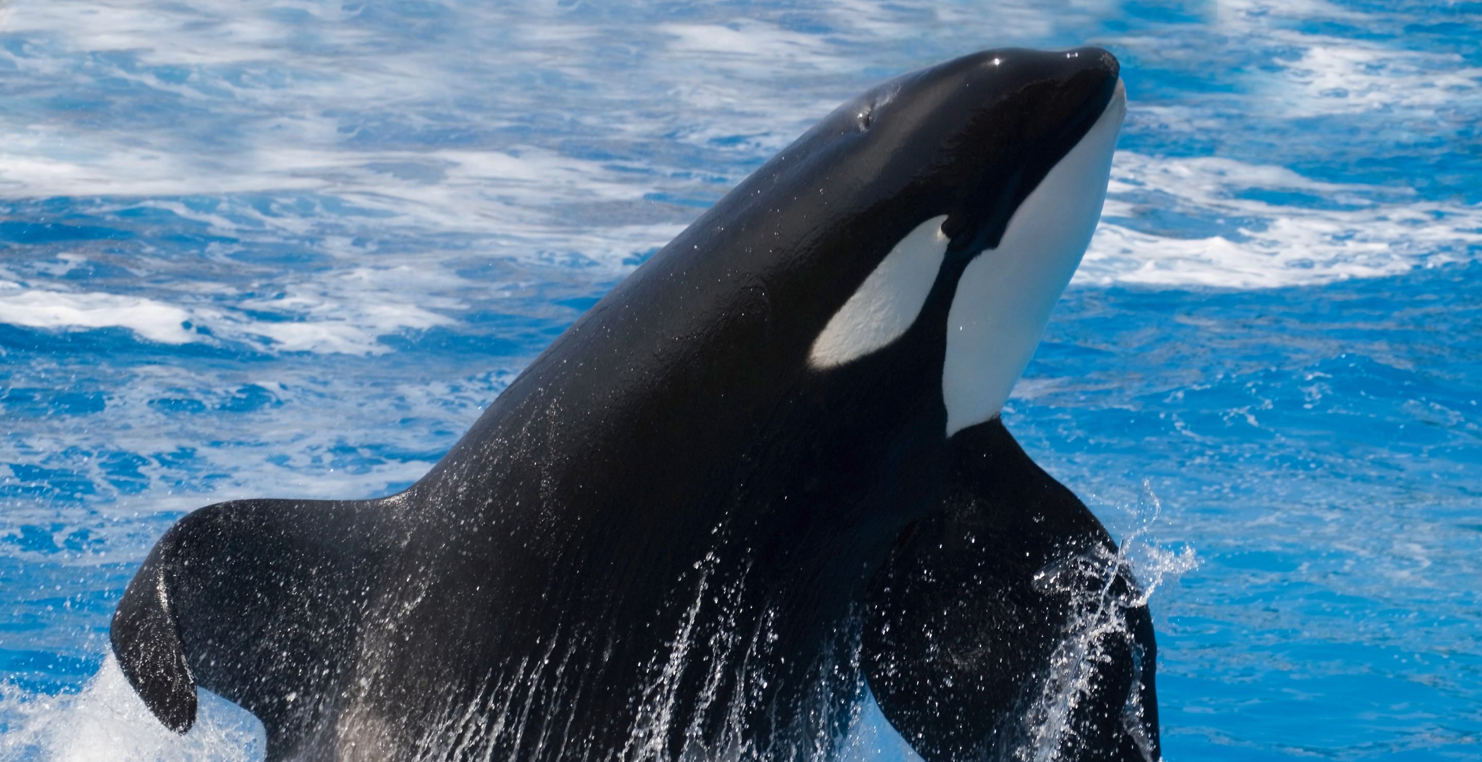 Horrific Moment That Killer Whale Started Bleeding After Serious Injury ...