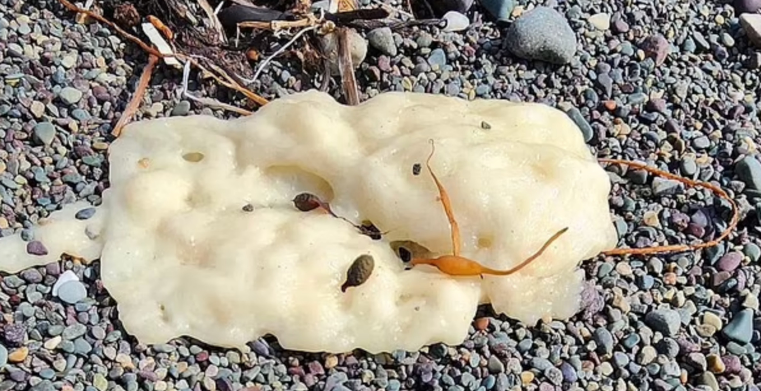 Mystery Of Strange White Blobs Appearing On Beach Finally Solved, According To Scientist - Wide ...