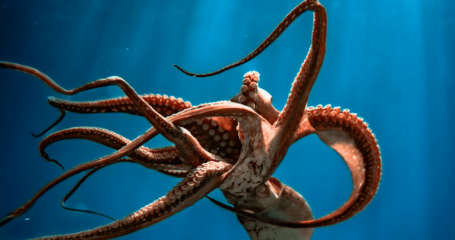 Octopus Attacks 6-Year-Old Boy At Texas Aquarium, Wouldn't Let Go Of ...