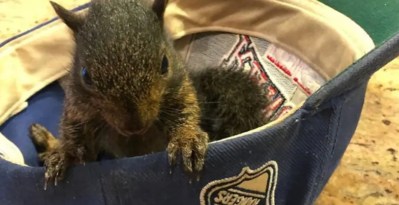 Peanut The Squirrel's Owner Has Theory On Who Ratted Them To ...