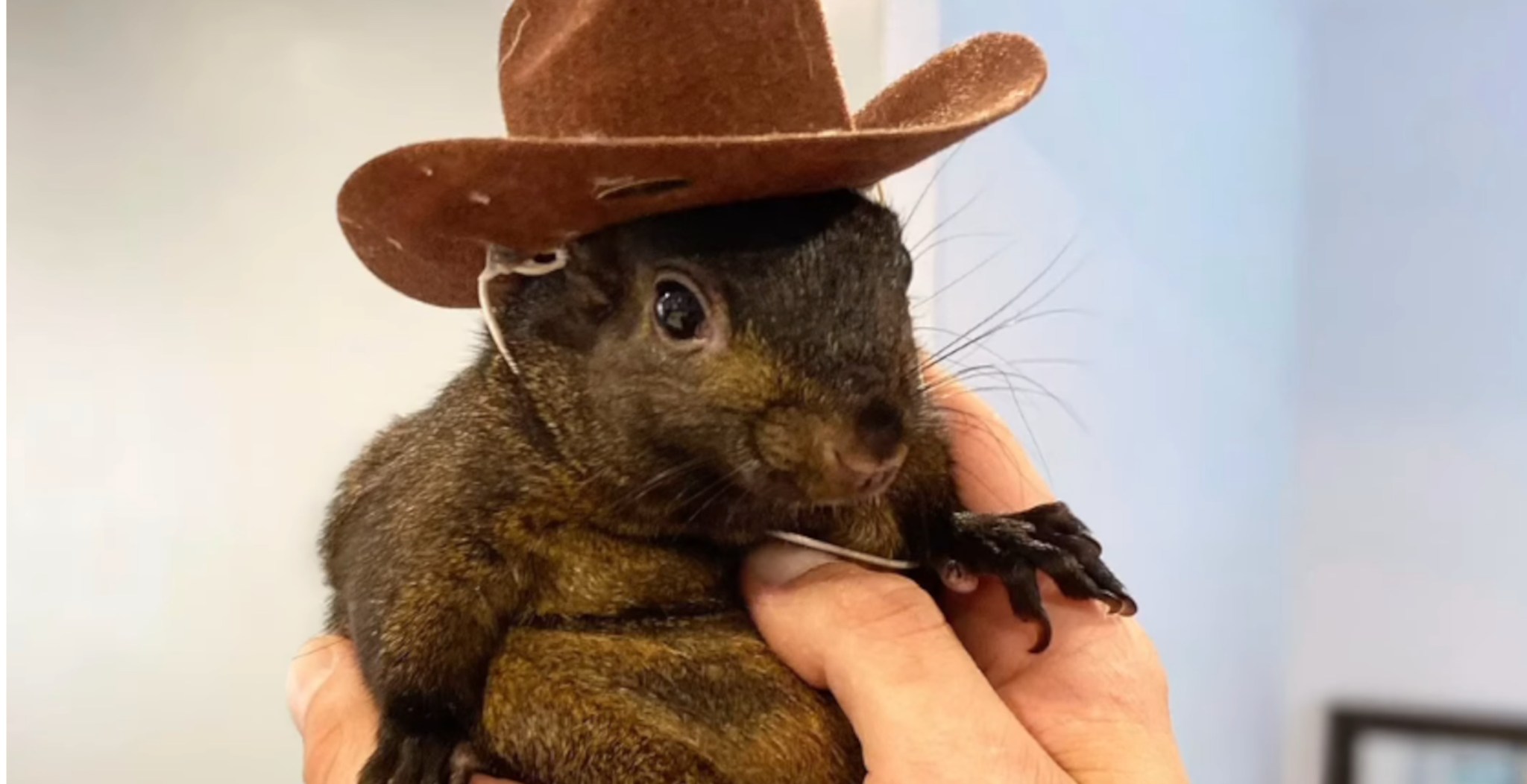 Peanut The Squirrel's Owner Shares Heartbreaking Video Of Happier Times ...