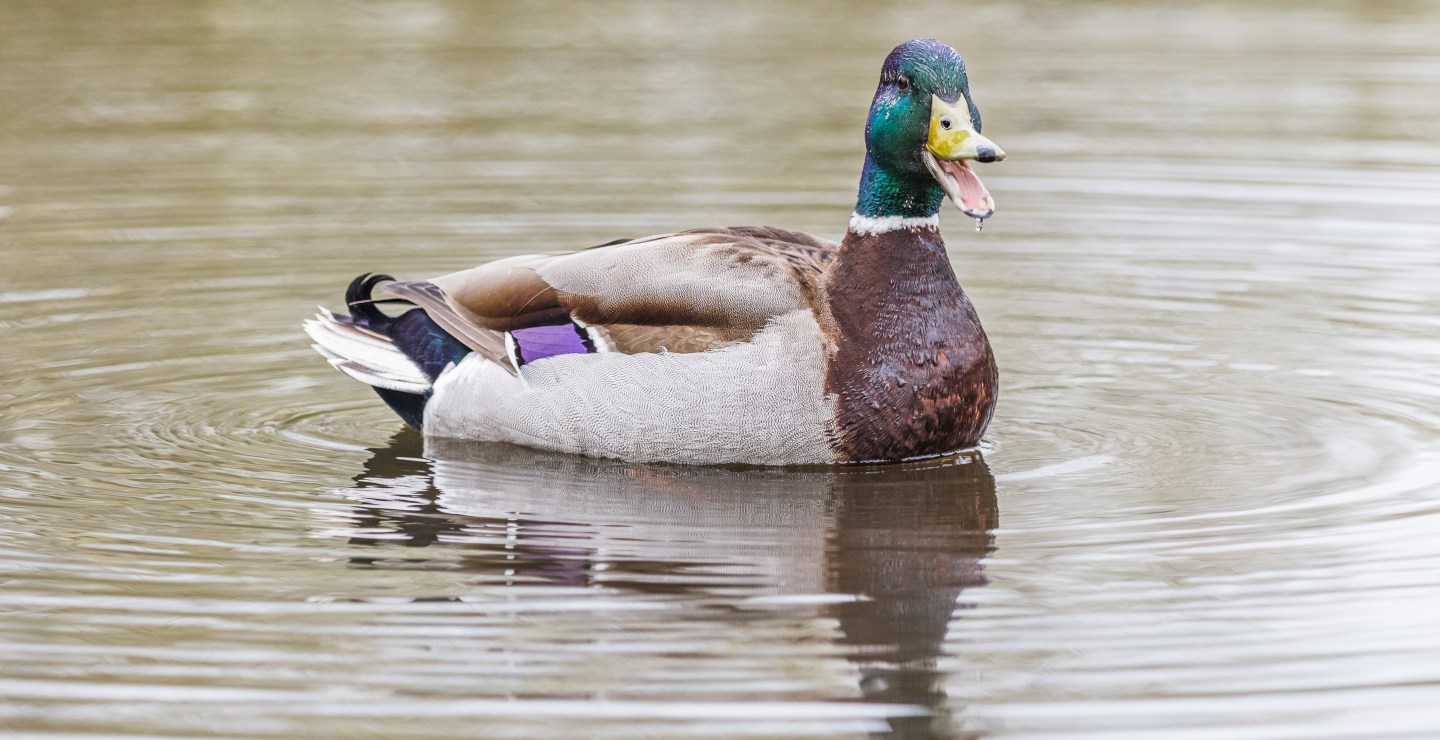 Oh Quack!: Researchers Create Duck Drones From The Bodies Of Dead Ducks ...