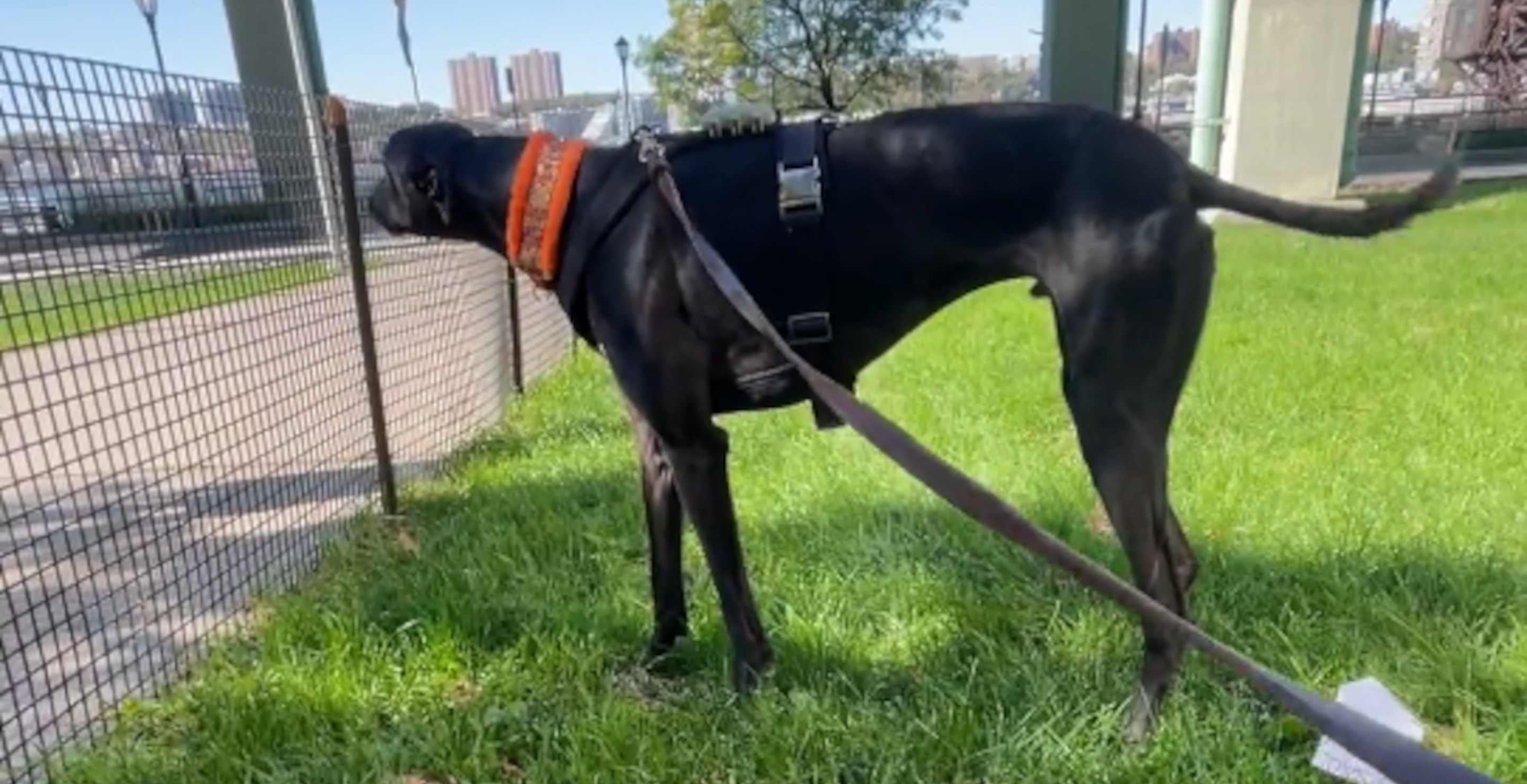 Shocking Moment That Woman Throws Coffee On Internet Famous Dog ...